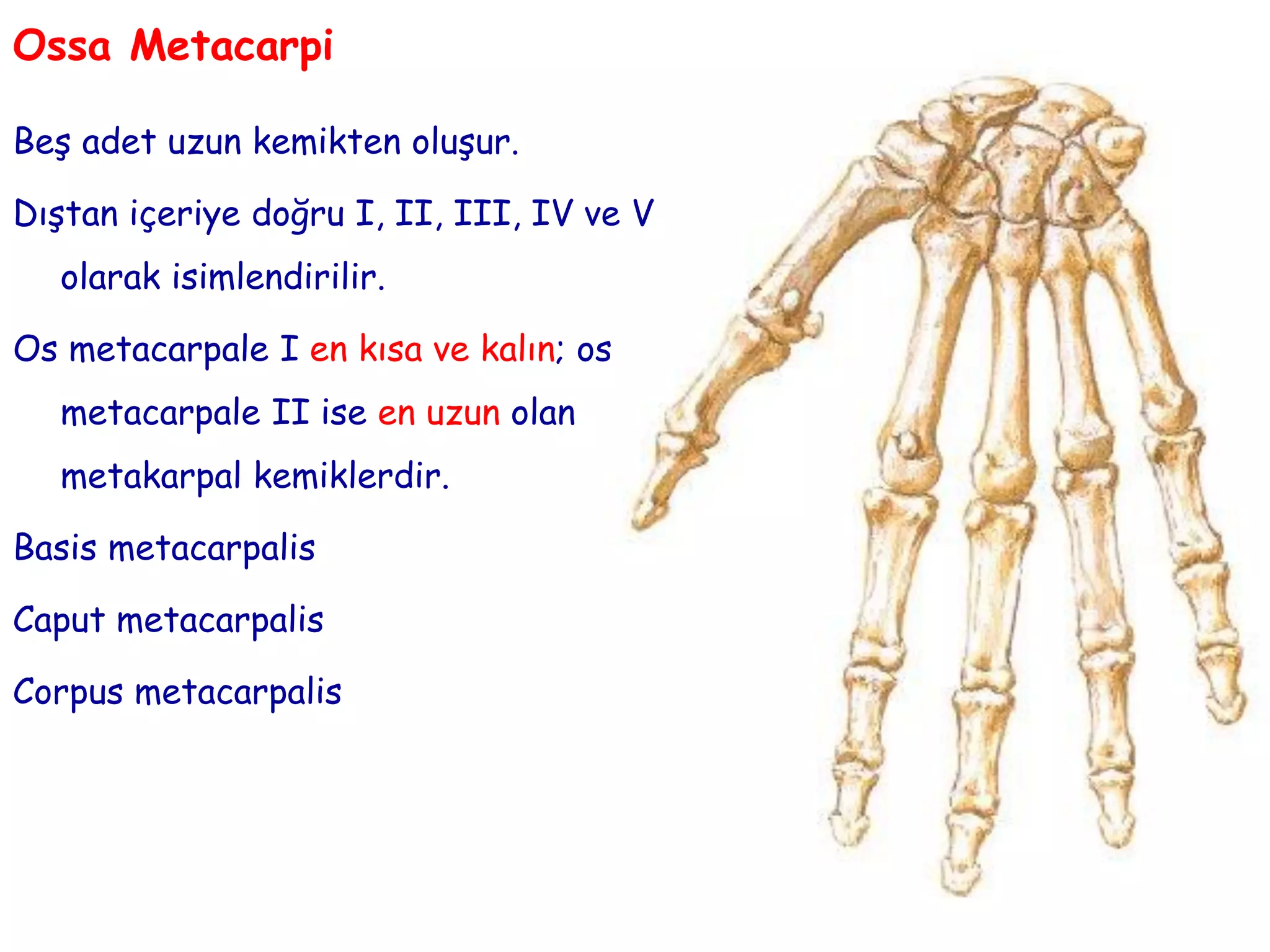 Anatomi ders notu - üst ekstremite kemikleri / Prof. Dr. Ahmet Songur | PDF