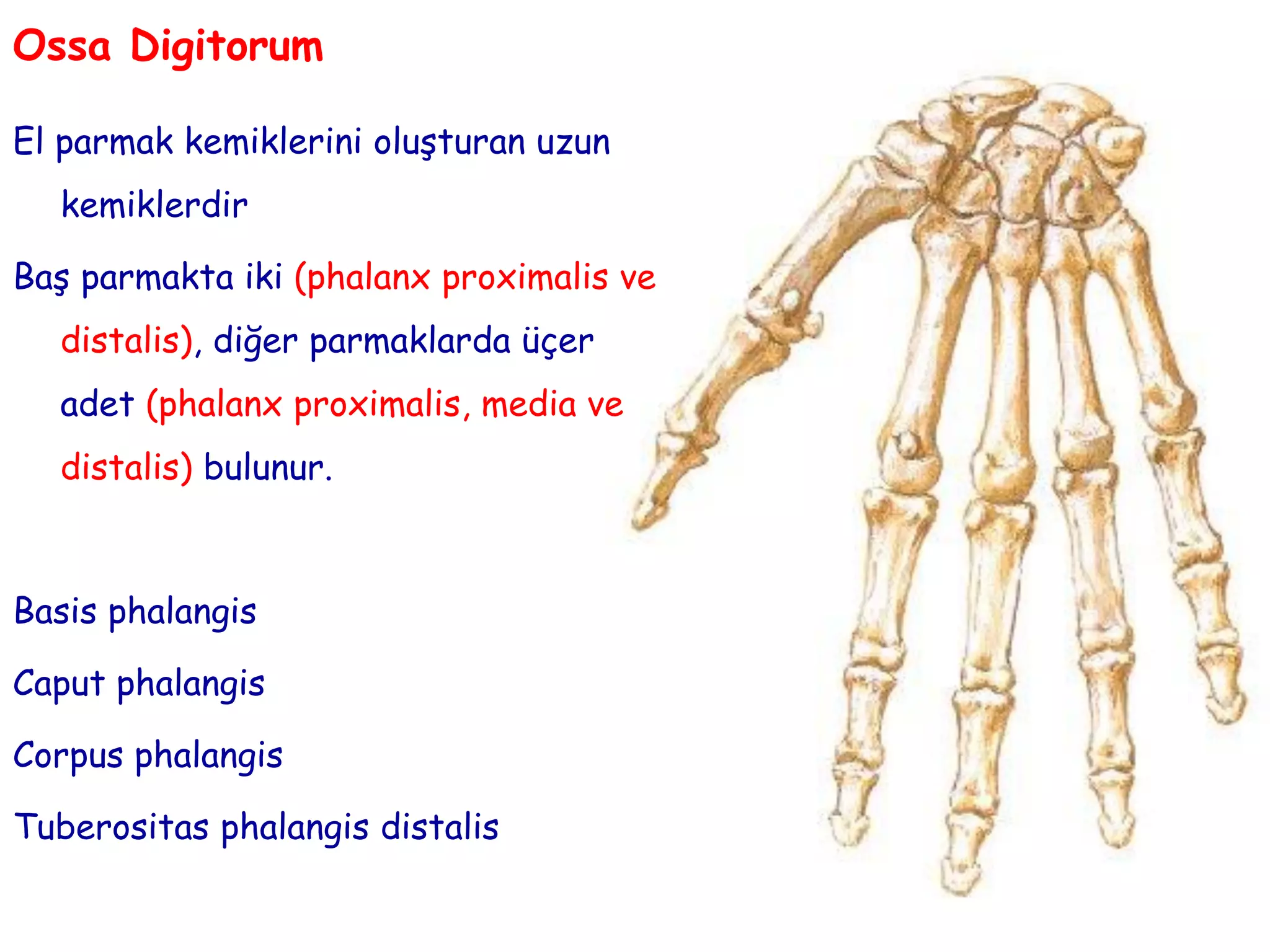 Anatomi ders notu - üst ekstremite kemikleri / Prof. Dr. Ahmet Songur | PDF