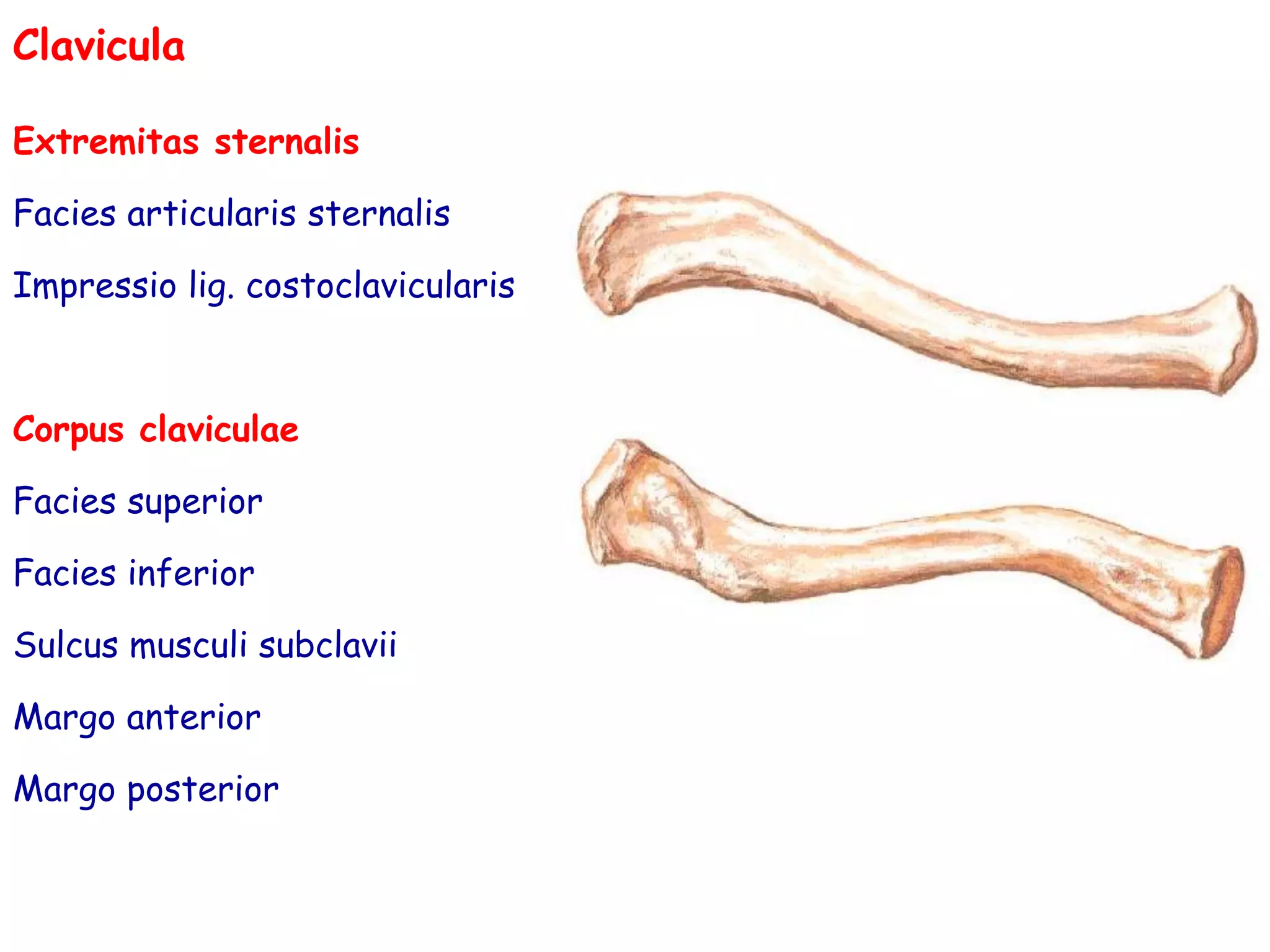 Anatomi ders notu - üst ekstremite kemikleri / Prof. Dr. Ahmet Songur | PDF