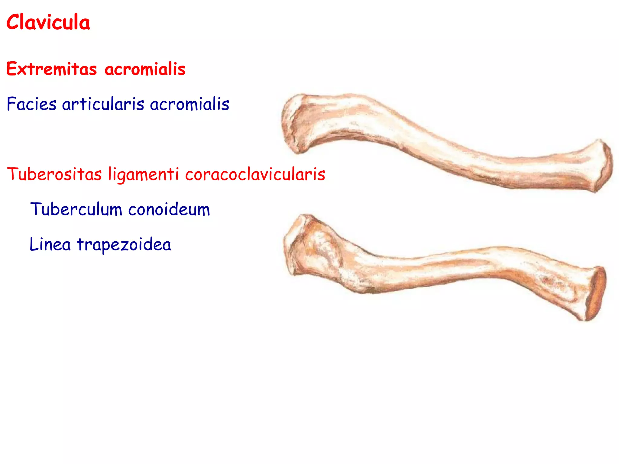 Anatomi ders notu - üst ekstremite kemikleri / Prof. Dr. Ahmet Songur | PDF