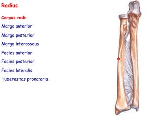 Anatomi ders notu - üst ekstremite kemikleri / Prof. Dr. Ahmet Songur | PPT