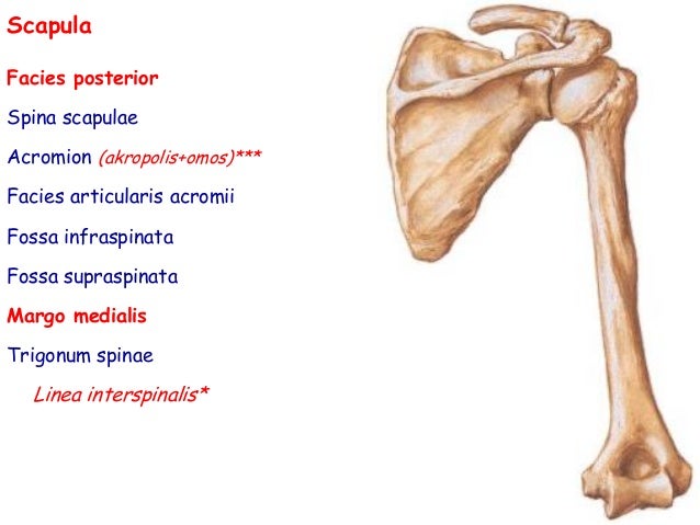 Anatomi ders notu - üst ekstremite kemikleri / Prof. Dr. Ahmet Songur