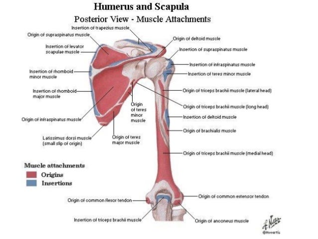 Anatomi ders notu - üst ekstremite kemikleri / Prof. Dr. Ahmet Songur