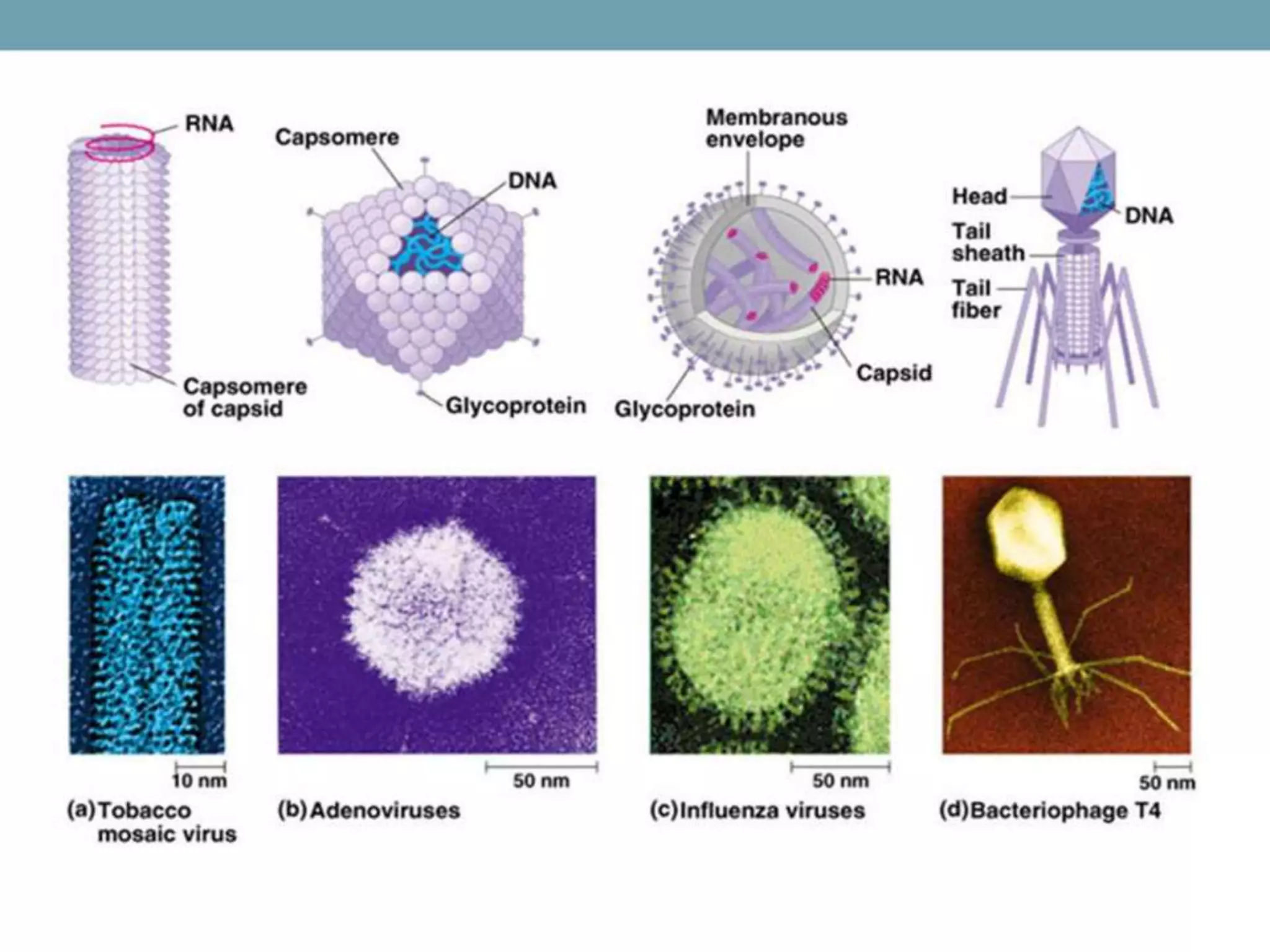 VIRAL GENETICS.pptx