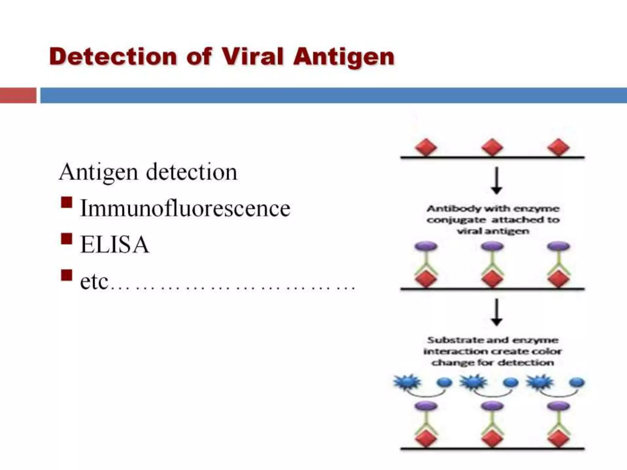 VIRAL GENETICS.pptx