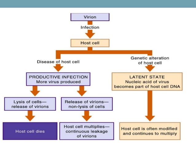 VIRAL GENETICS.pptx
