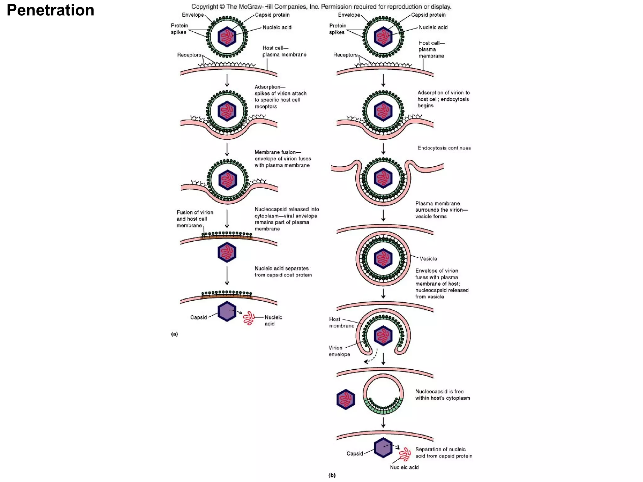 Virology (CELL AND CLASSIFICATION OF ORGANISMS) | PPT