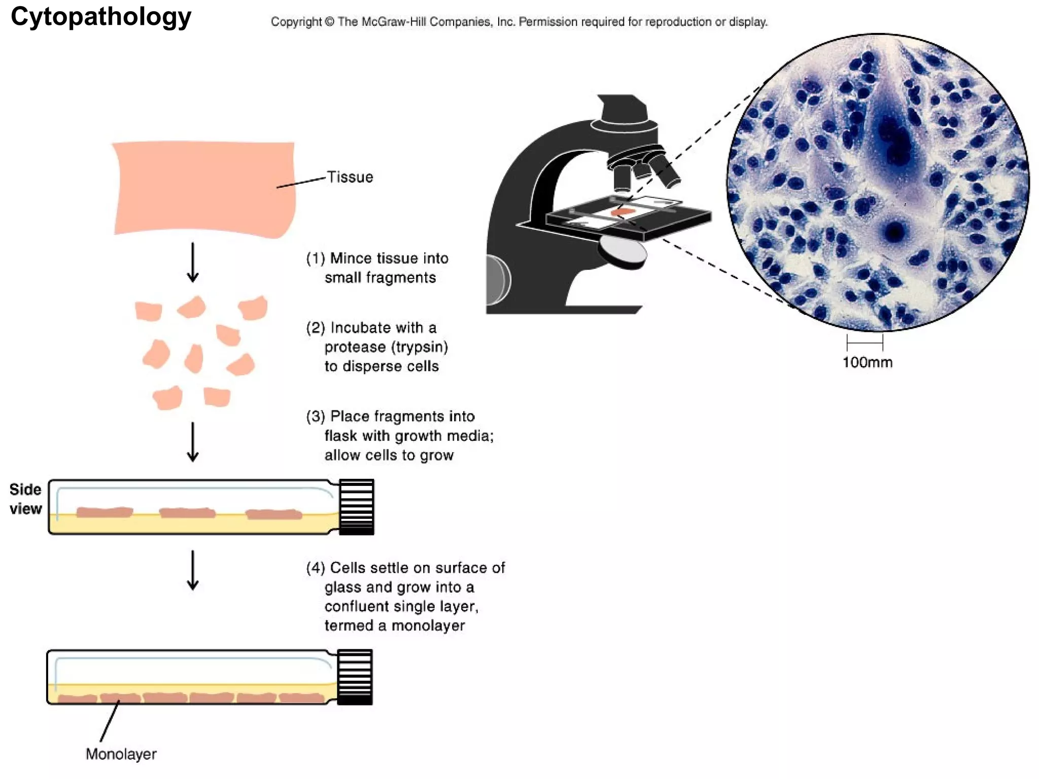 Virology (CELL AND CLASSIFICATION OF ORGANISMS) | PPT