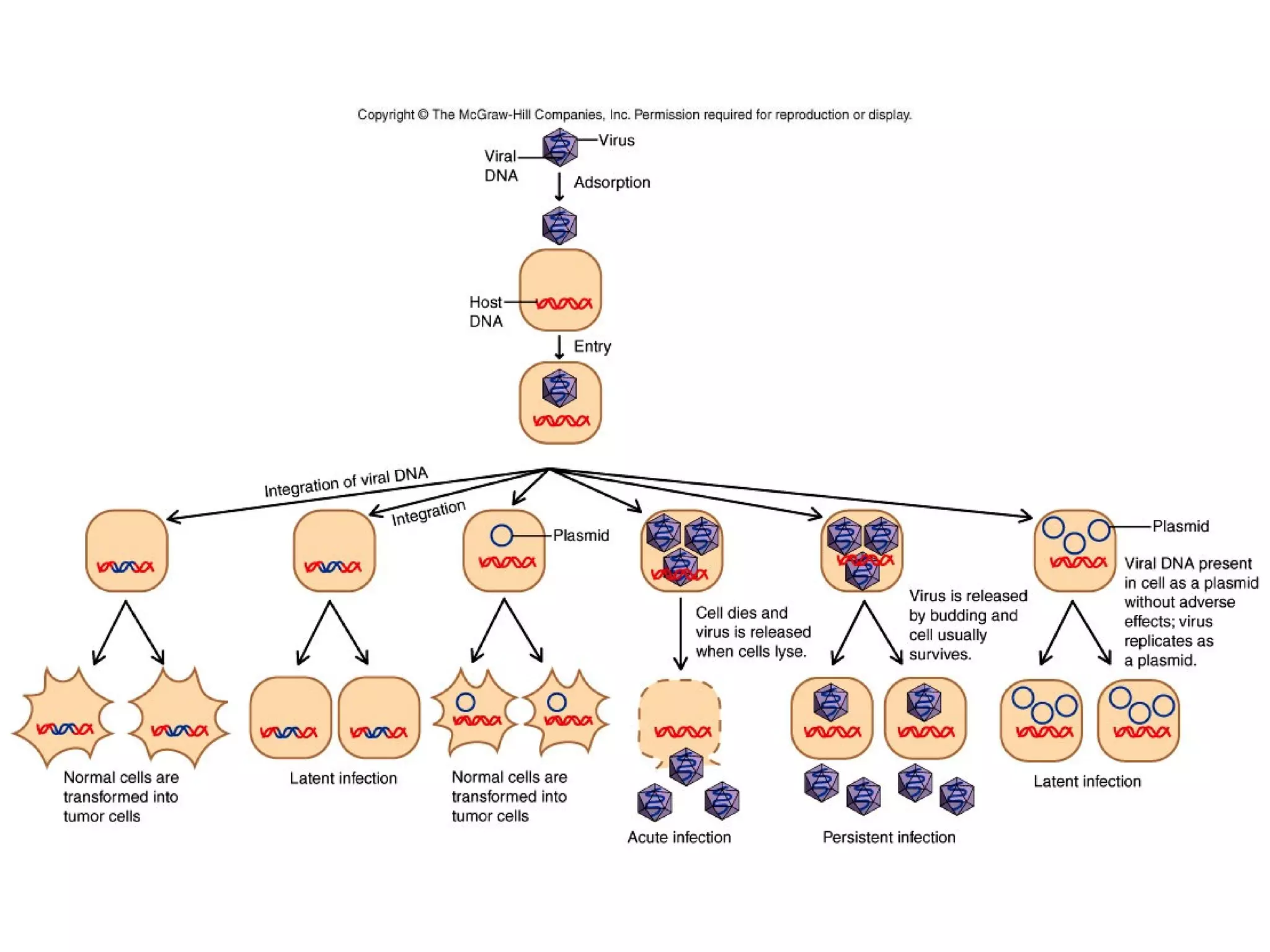 Virology (CELL AND CLASSIFICATION OF ORGANISMS) | PPT
