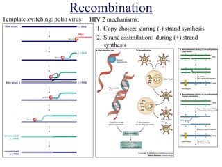 4- Virus Evolution and bioinformatics.ppt
