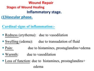 wound repair | PPTX