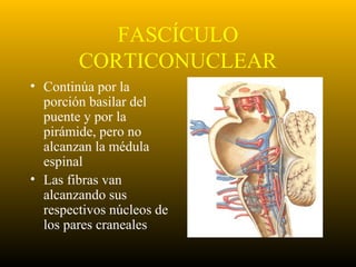 sistema piramidal y extra | PPS