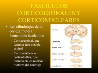 sistema piramidal y extra | PPS