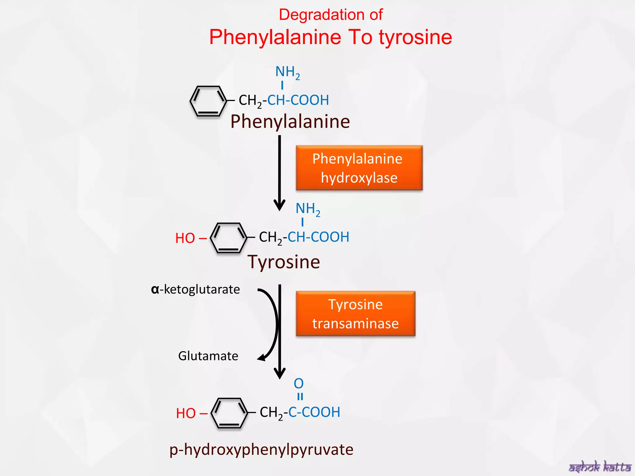 Metabolism of Phenylalanine and Tyrosine | PPSX