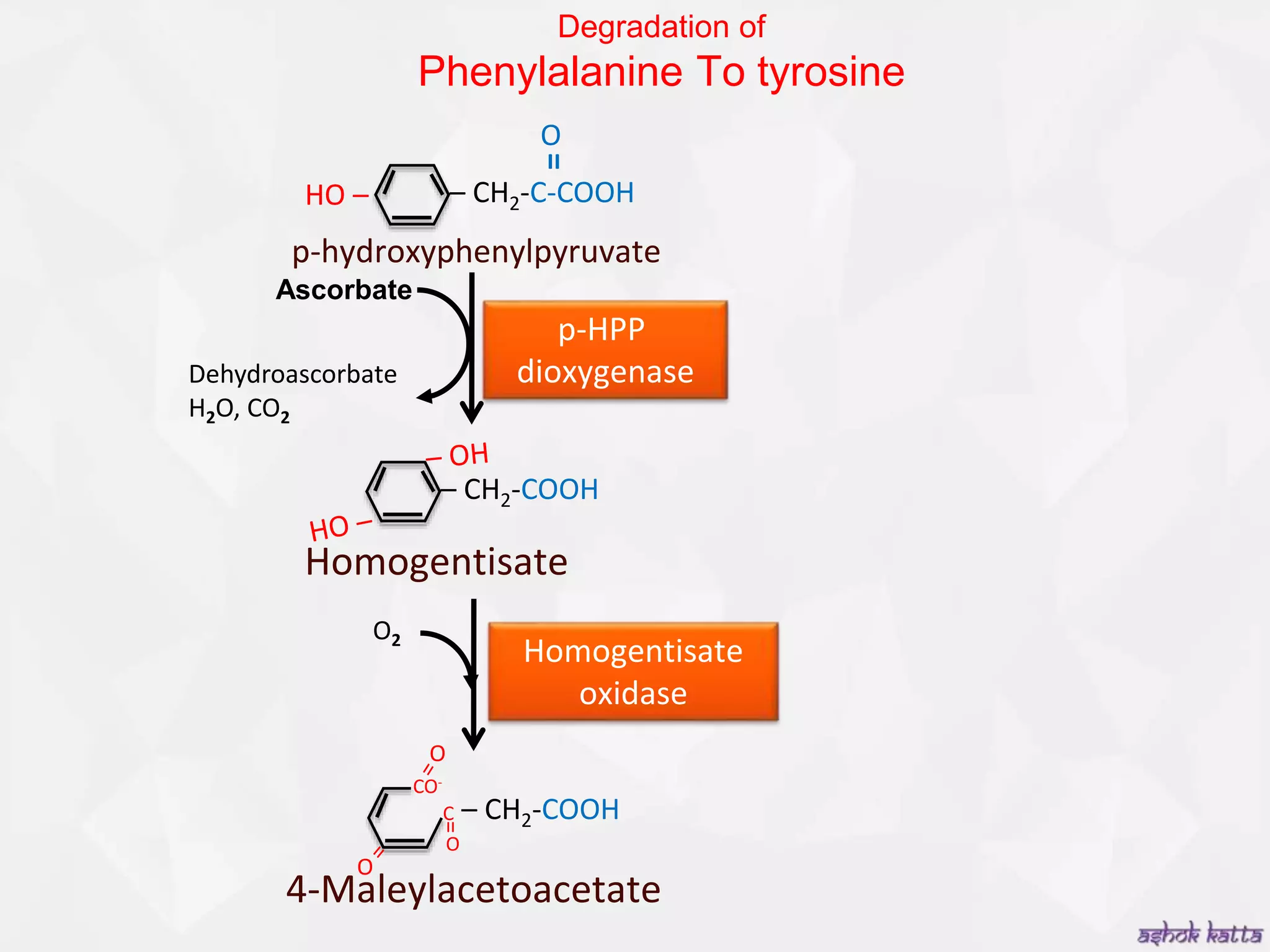Metabolism of Phenylalanine and Tyrosine | PPSX