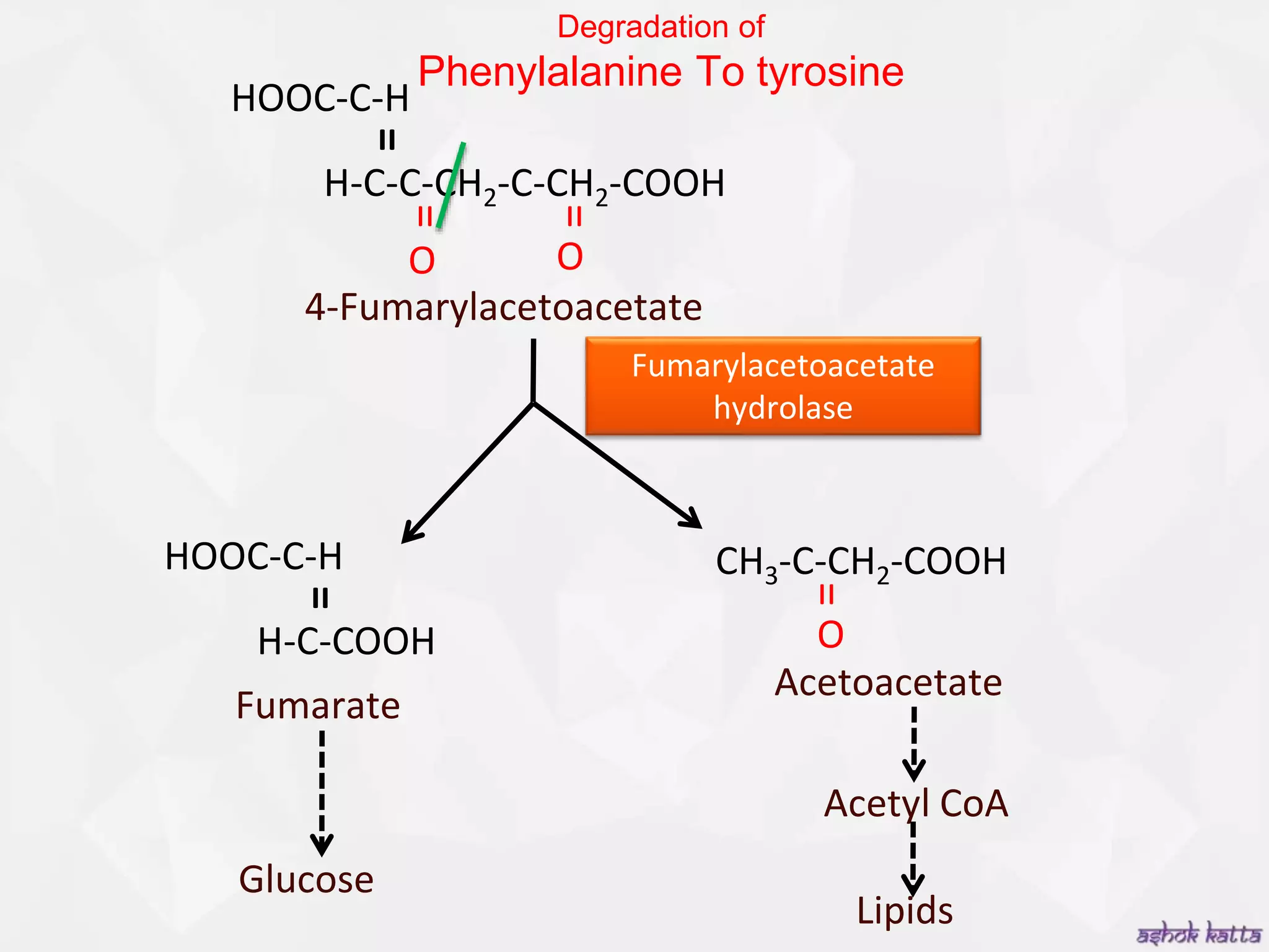 Metabolism of Phenylalanine and Tyrosine | PPSX