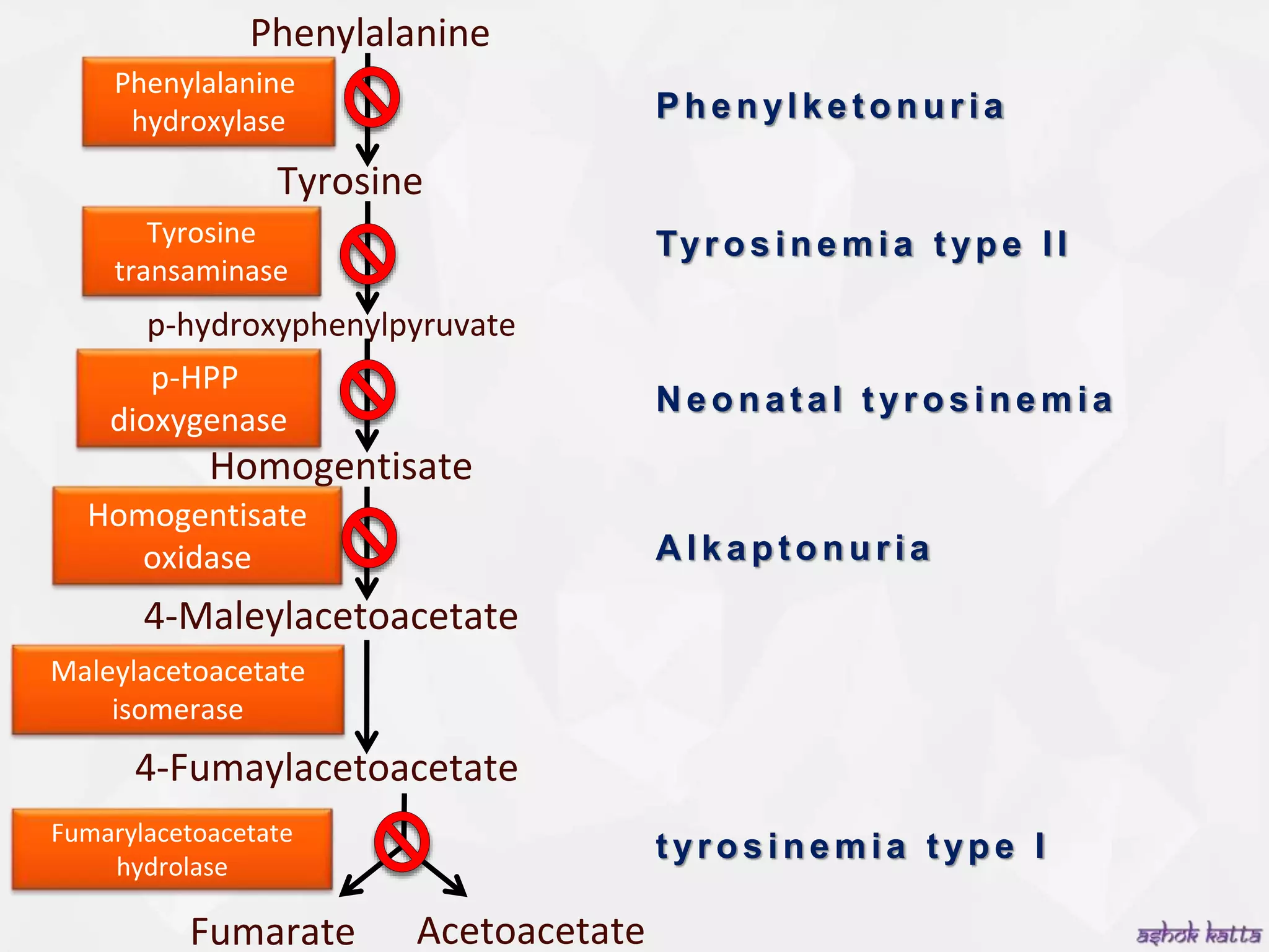 Metabolism of Phenylalanine and Tyrosine | PPSX