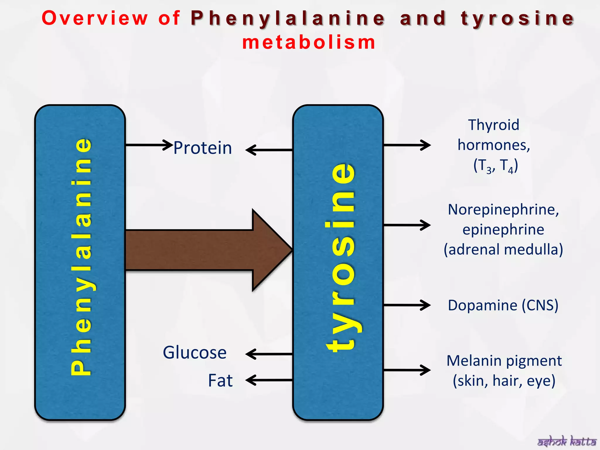 Metabolism of Phenylalanine and Tyrosine | PPSX