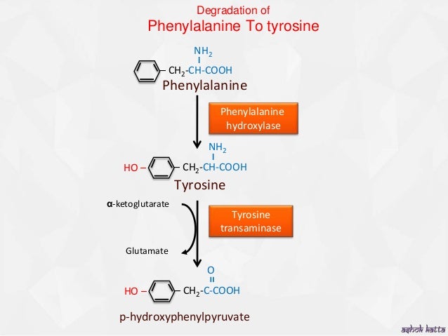 Metabolism of Phenylalanine and Tyrosine