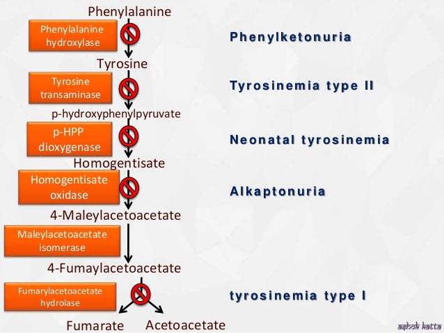 Metabolism of Phenylalanine and Tyrosine