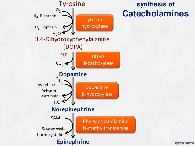 Metabolism of Phenylalanine and Tyrosine