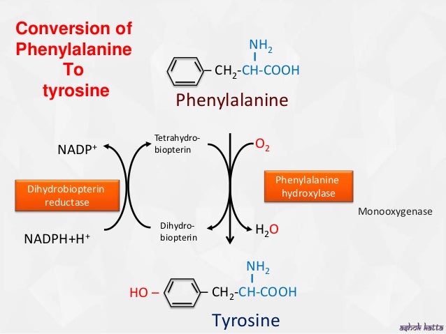 Metabolism of Phenylalanine and Tyrosine