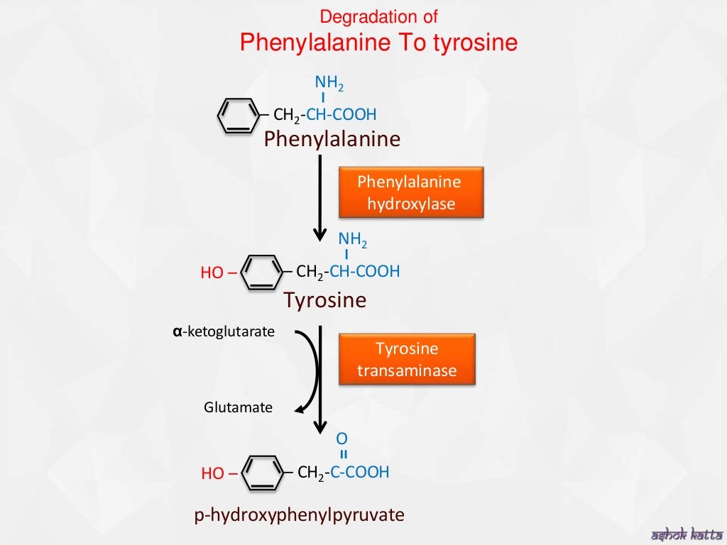 Metabolism of Phenylalanine and Tyrosine