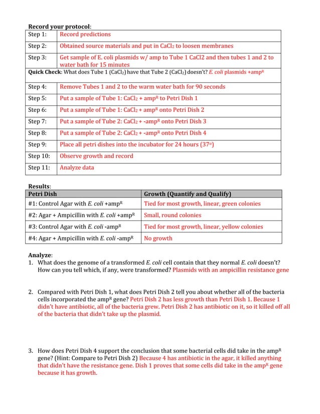 40. Bacterial Transformation Lab Notebook TEACHER.doc