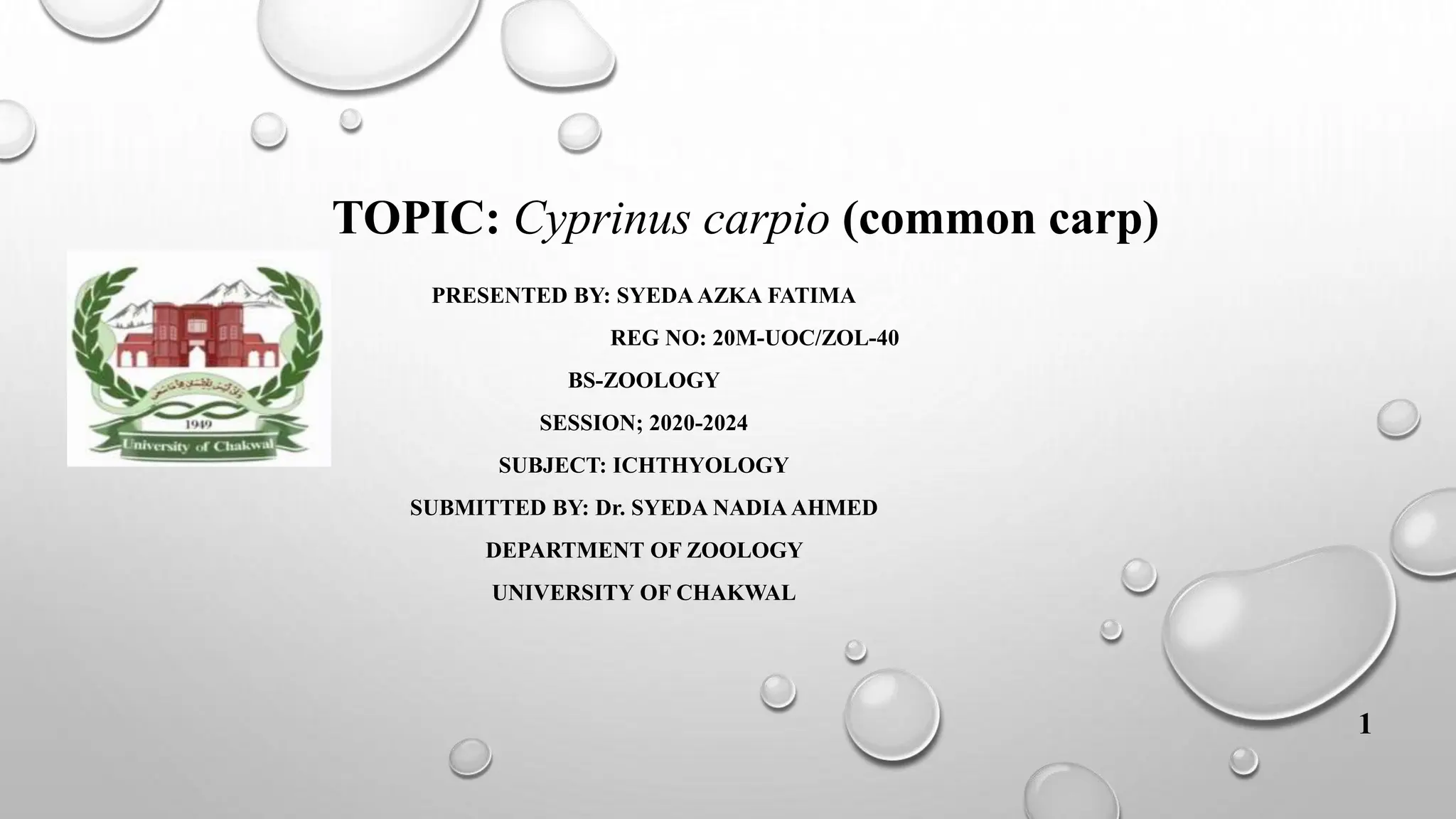 Common carp introduction & Morphology and its behaviour characteristics ...