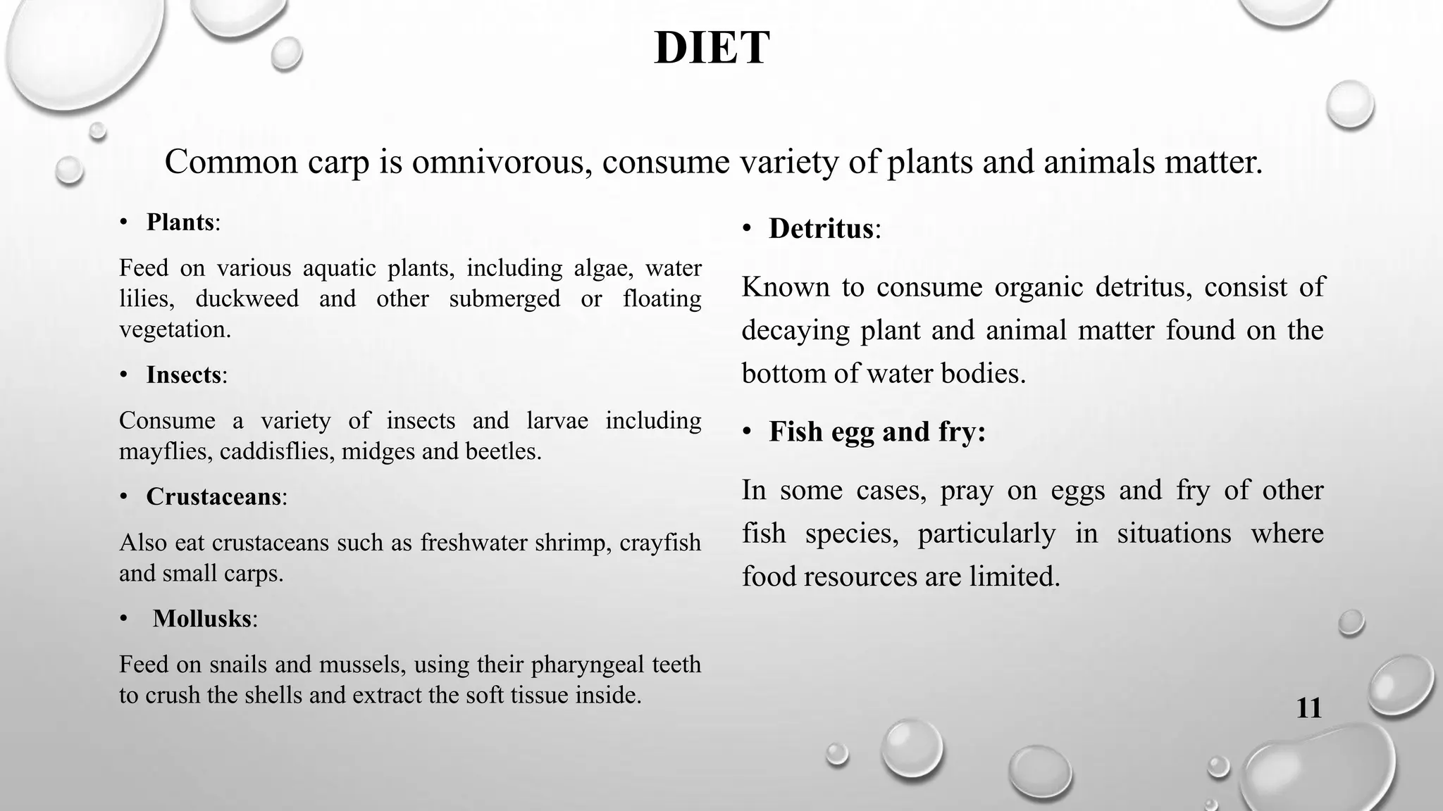 Common carp introduction & Morphology and its behaviour characteristics ...