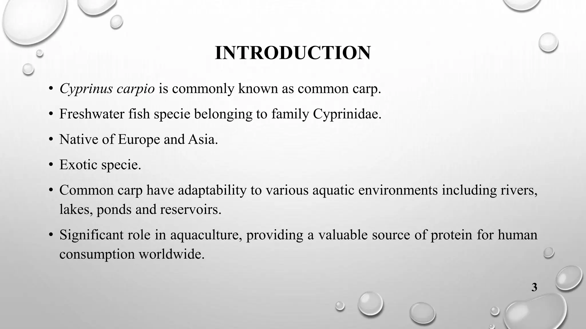 Common carp introduction & Morphology and its behaviour characteristics | PPTX