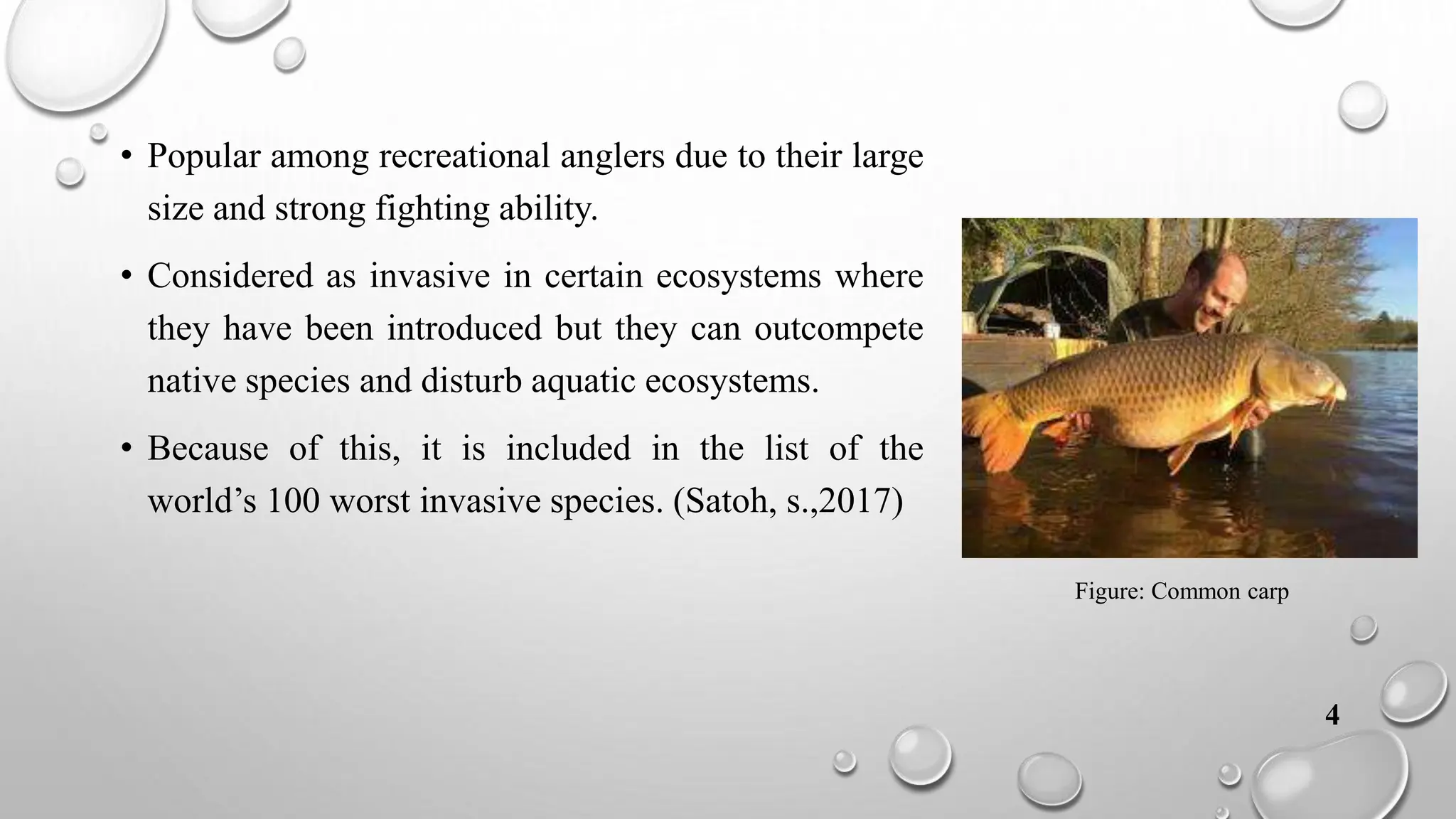 Common carp introduction & Morphology and its behaviour characteristics ...
