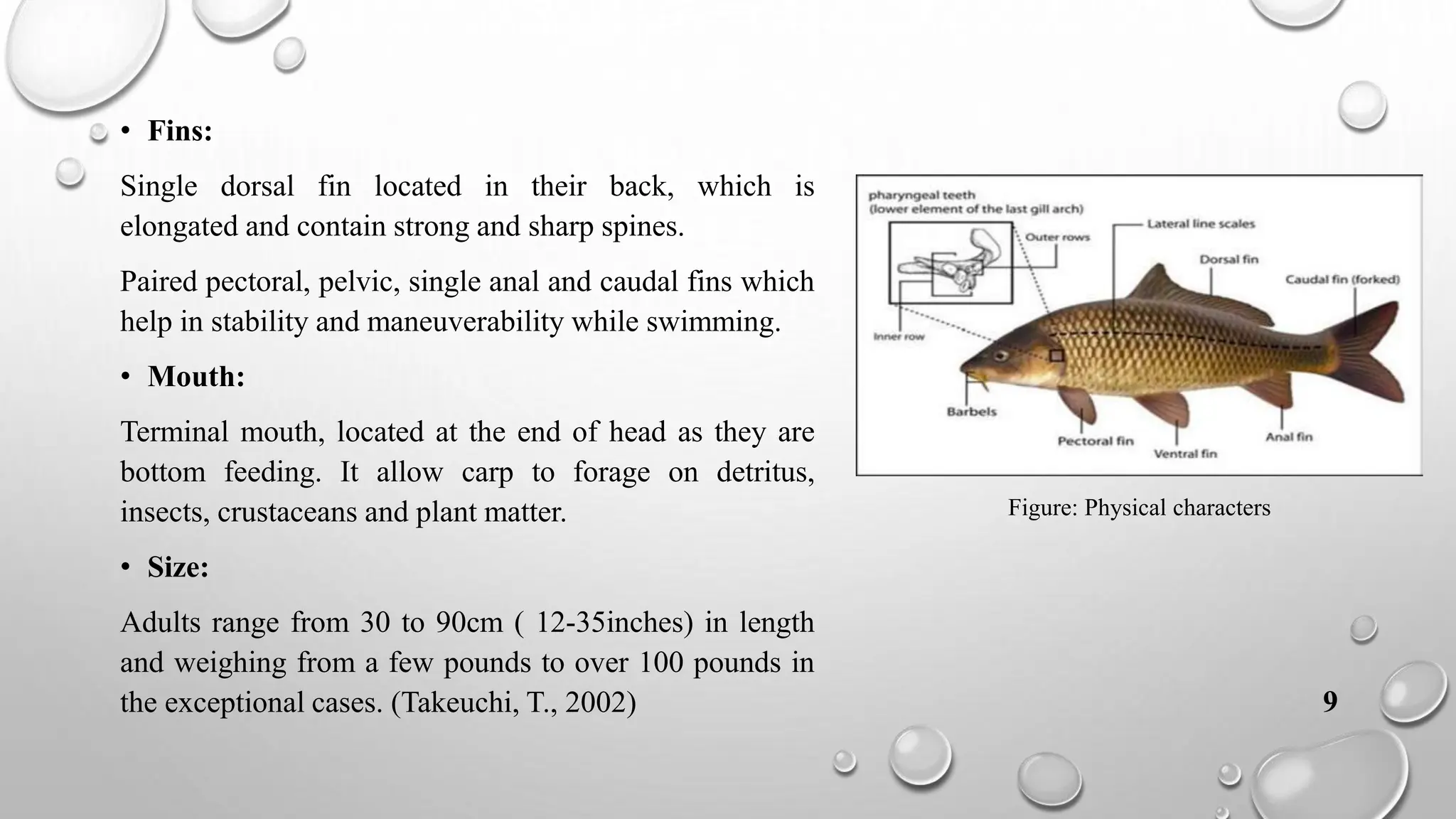Common carp introduction & Morphology and its behaviour characteristics ...
