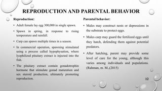 Common carp introduction & Morphology and its behaviour characteristics ...