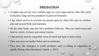 Common carp introduction & Morphology and its behaviour characteristics ...