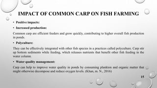 Common carp introduction & Morphology and its behaviour characteristics ...