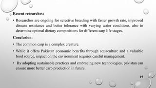 Common carp introduction & Morphology and its behaviour characteristics ...