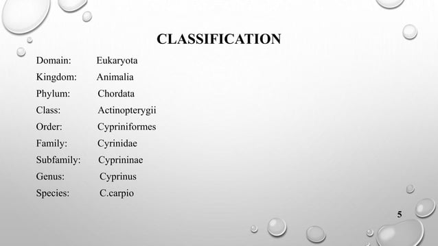 Common carp introduction & Morphology and its behaviour characteristics ...