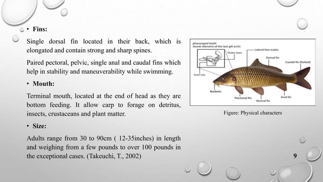 Common carp introduction & Morphology and its behaviour characteristics ...