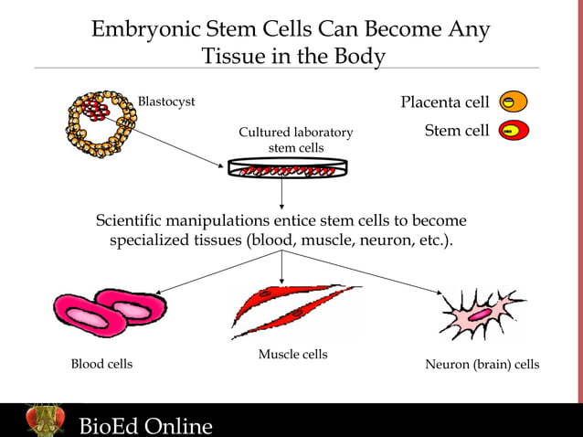 40 stem cell presentation .ppt