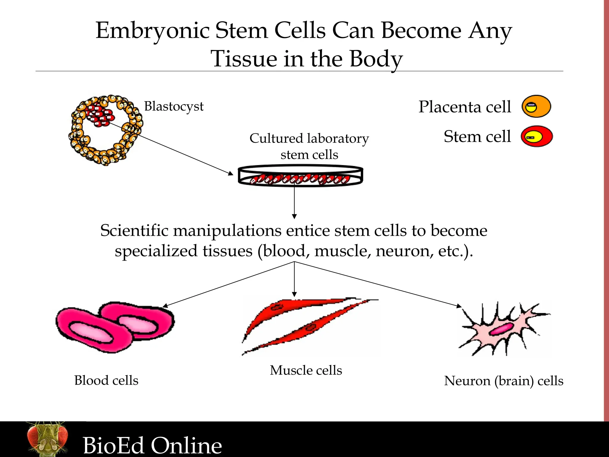 stem cells ppt having different properties | PPT