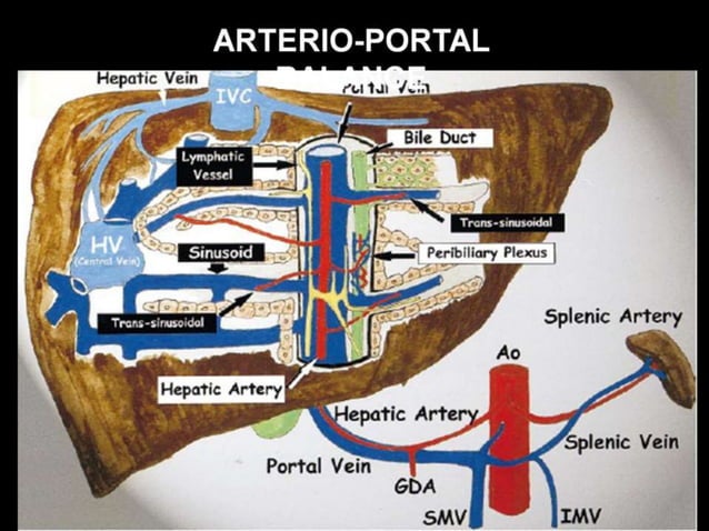 40-Dr Ahmed Esawy imaging oral board of liver part IV hepatic ...