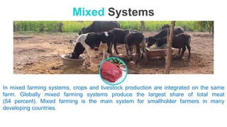 401 - Lecture No. 03 - Meat Production Systems.pptx