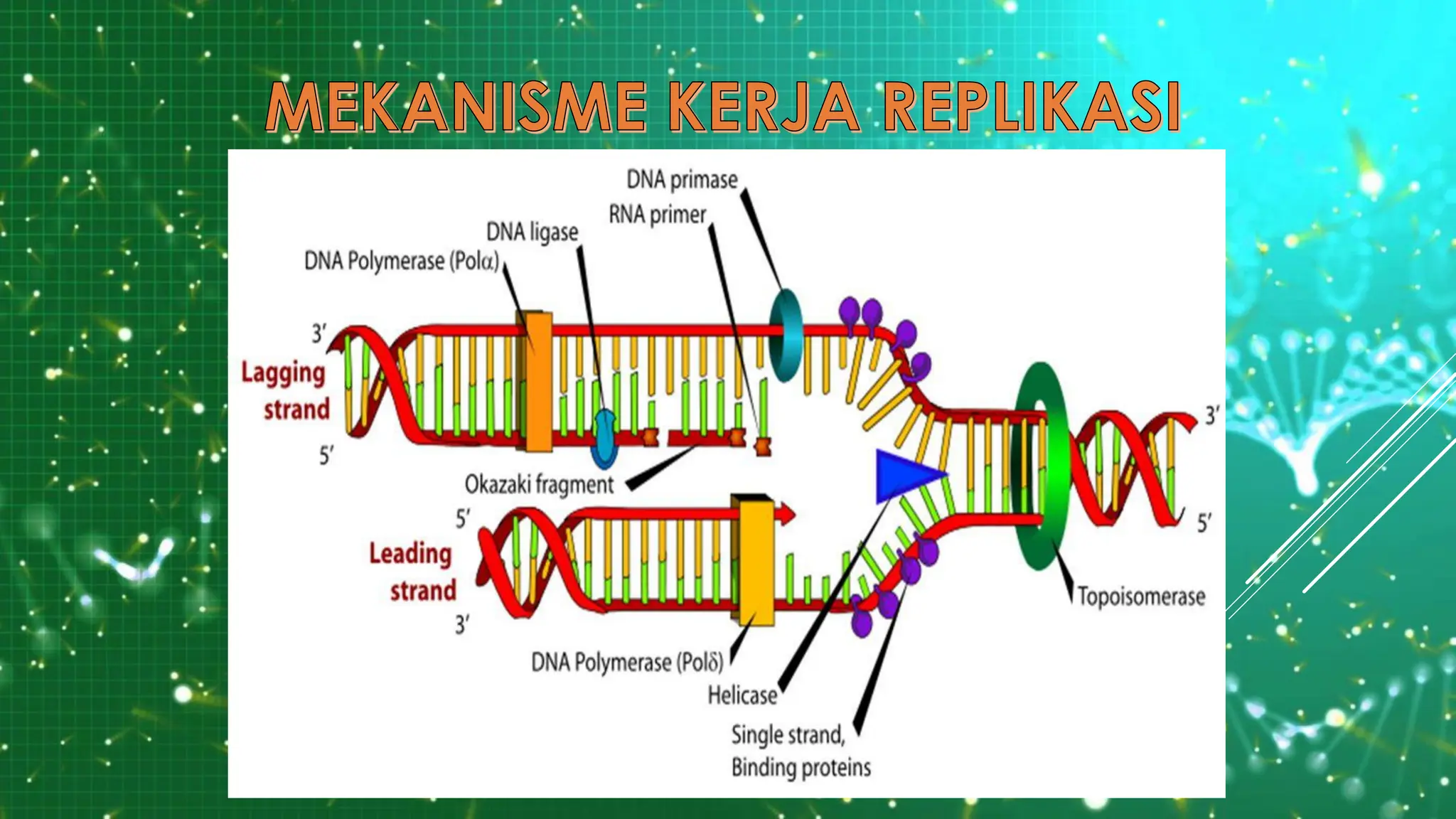 401851244-Power-Point-DNA-Replikasi-kelompok-8-pptx.pdf