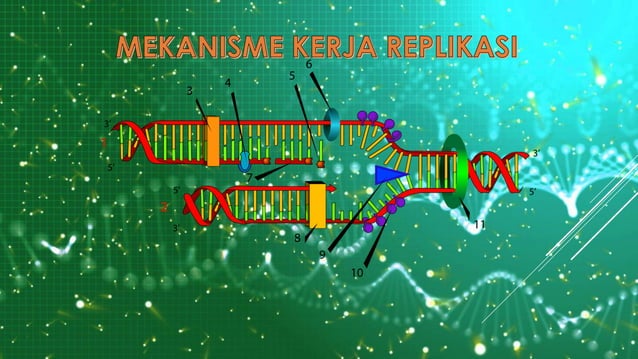 401851244-Power-Point-DNA-Replikasi-kelompok-8-pptx.pdf