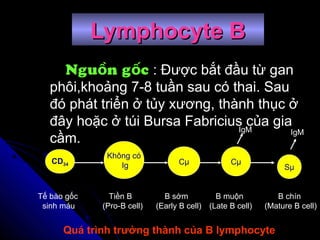 Bài Thuyết Trình Hệ Thống Miễn Dịch Của Cơ Thể | PDF