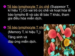 Bài Thuyết Trình Hệ Thống Miễn Dịch Của Cơ Thể | PDF