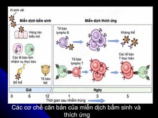 Bài Thuyết Trình Hệ Thống Miễn Dịch Của Cơ Thể | PDF