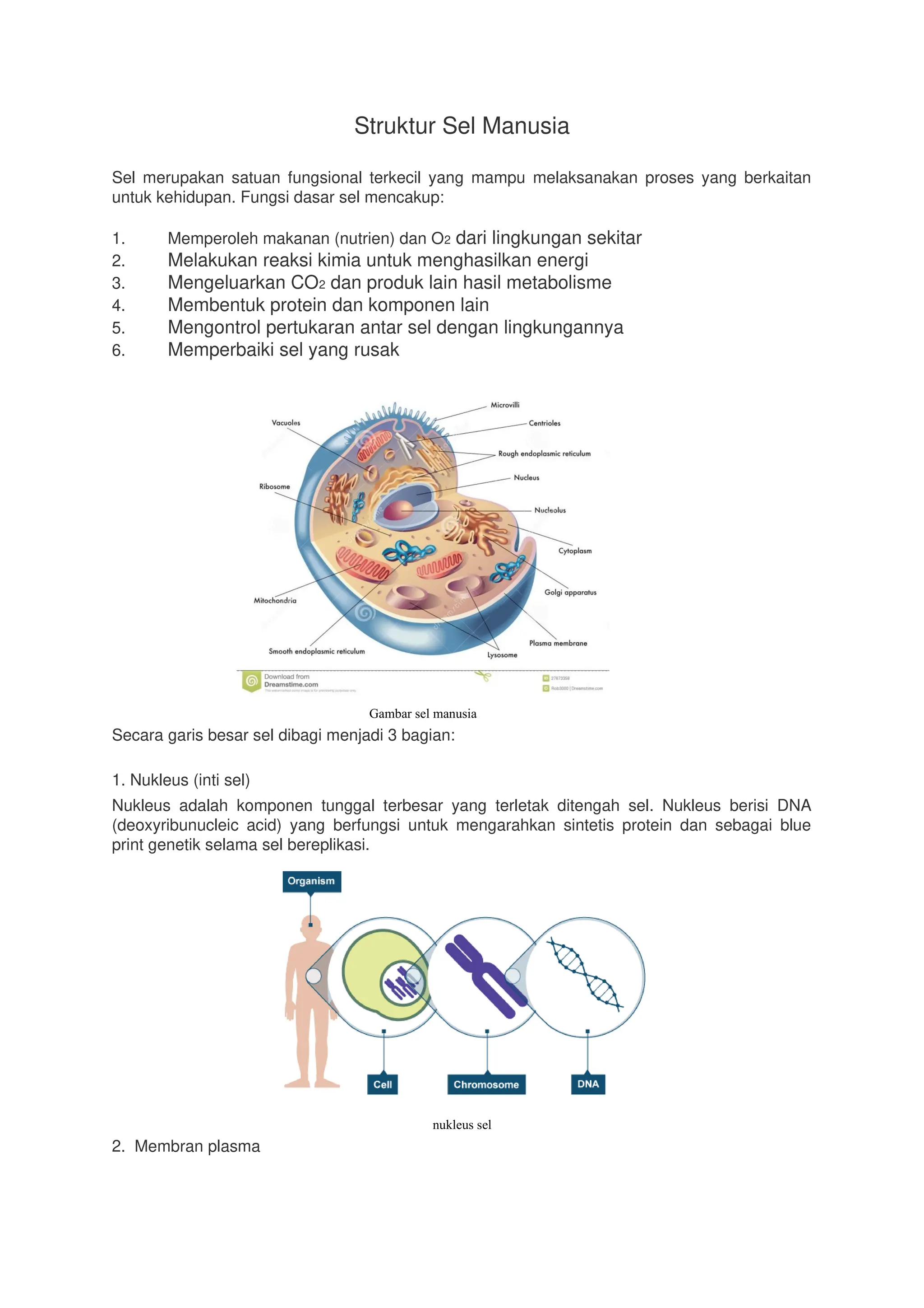 403426645-Struktur-Sel-Manusia-docx.docx
