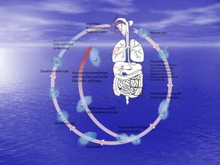 404414_INTESTINAL AND LUMINAL PROTOZOA.ppt